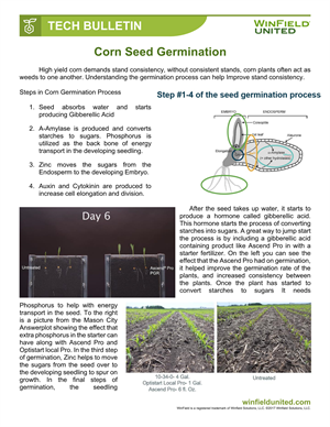 Winfield United - Document